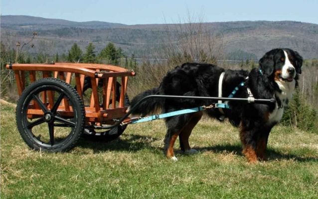 Hay Carts and Wagons and Buckboards - Basic Hay Cart - Wilczek ...
